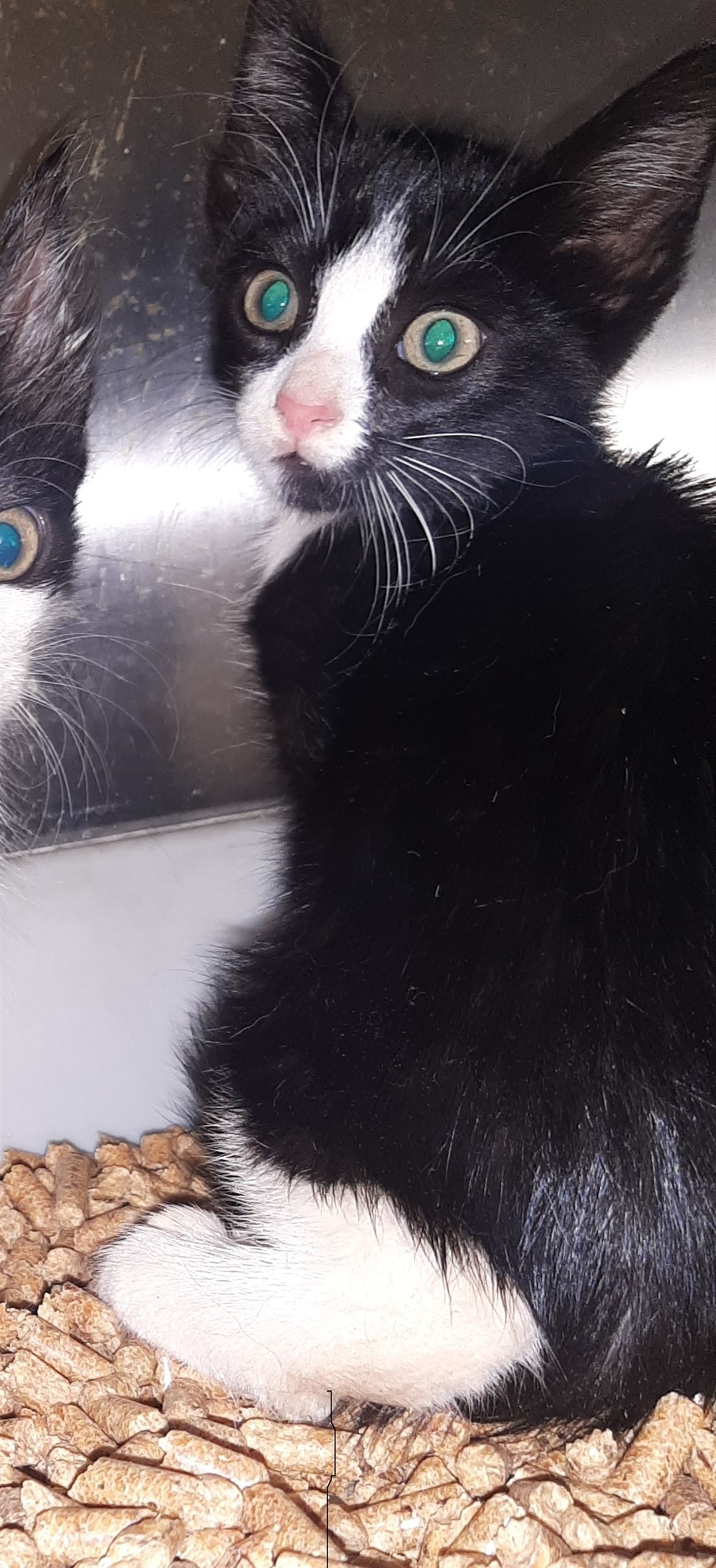 5437 - Entire Female Black / White Domestic Short Hair | Livingstone ...