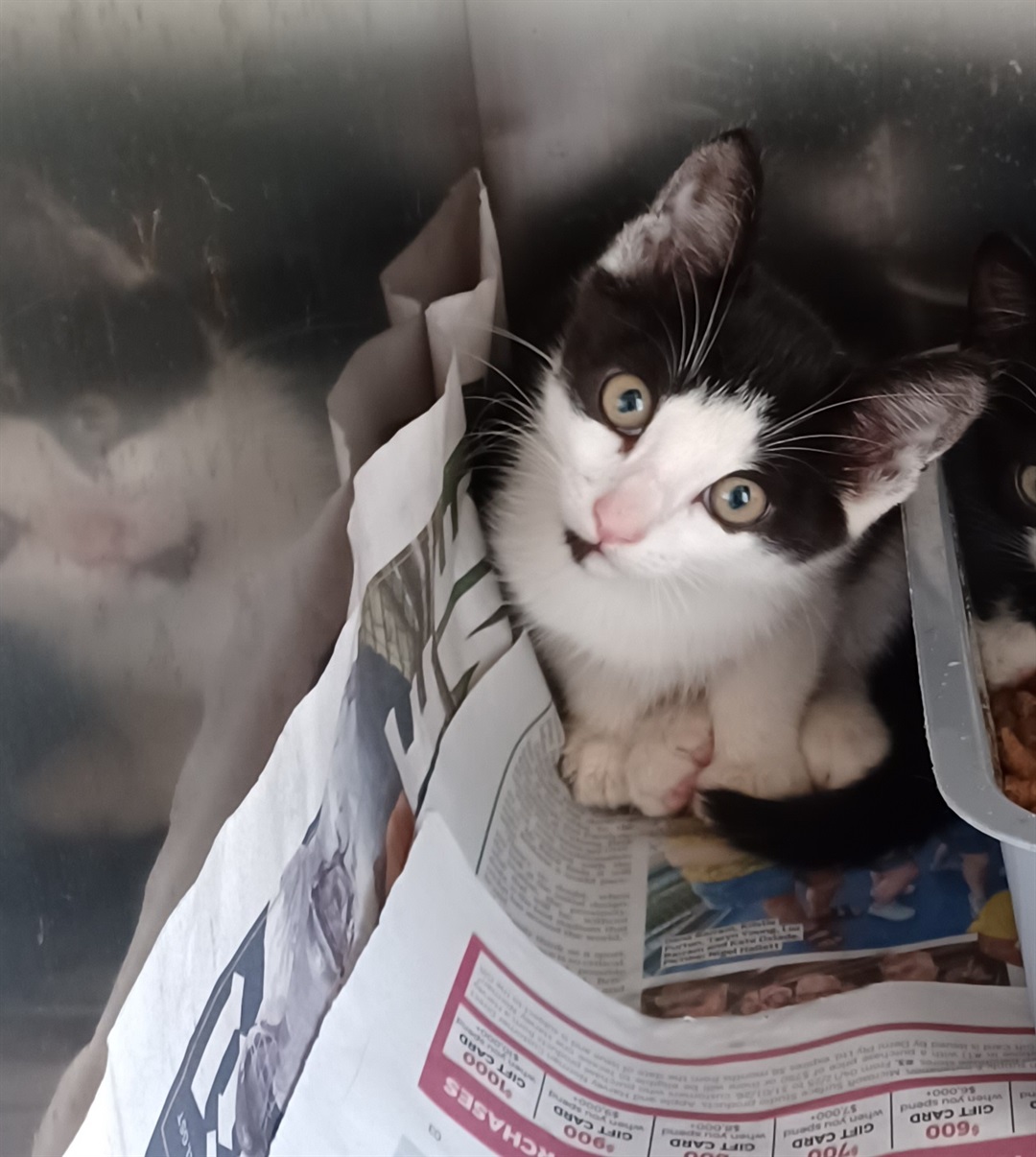 5431 - Entire Black / White Domestic Short Hair | Livingstone Shire Council