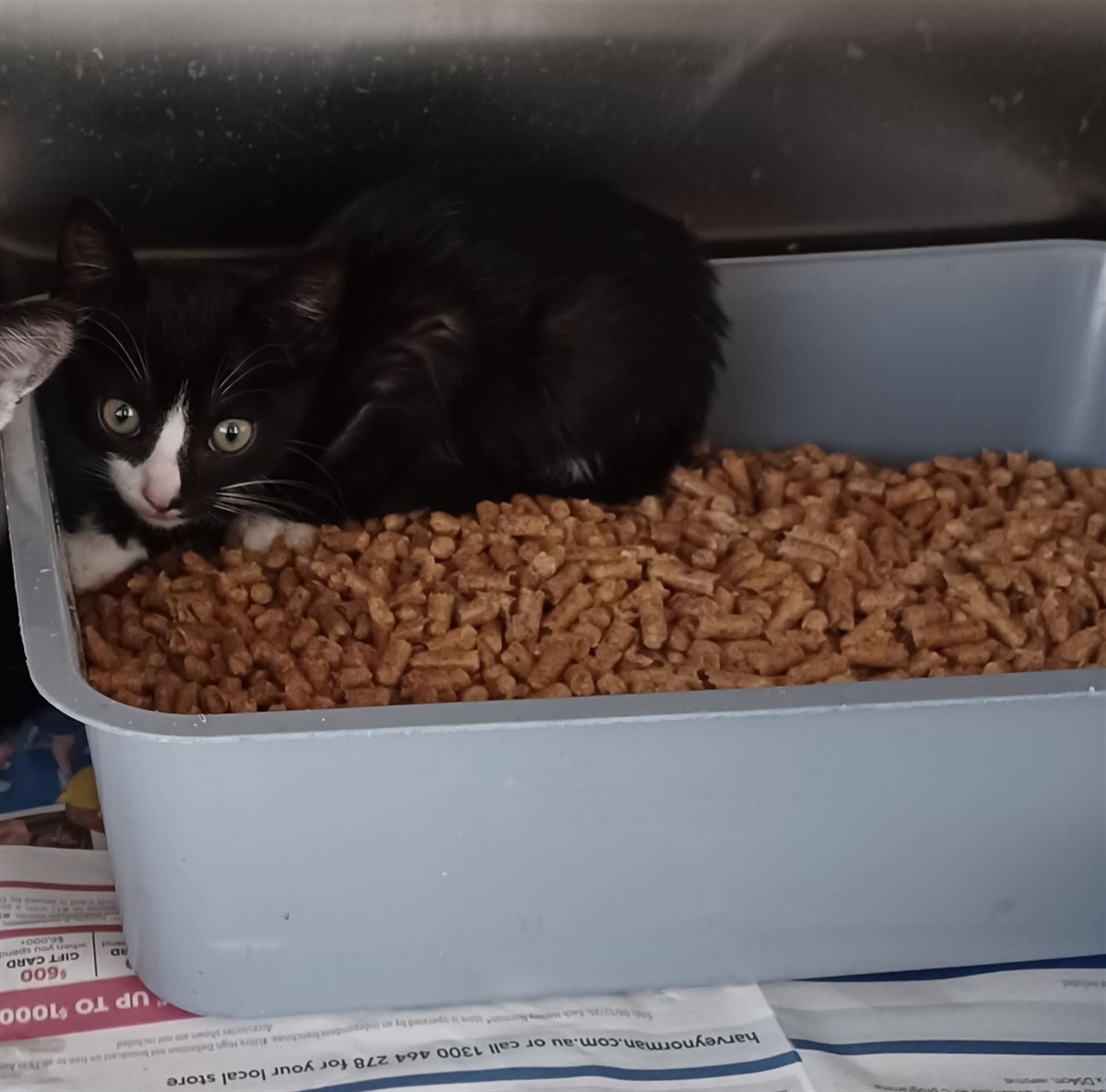 5438 - Entire Black / White Domestic Short Hair | Livingstone Shire Council