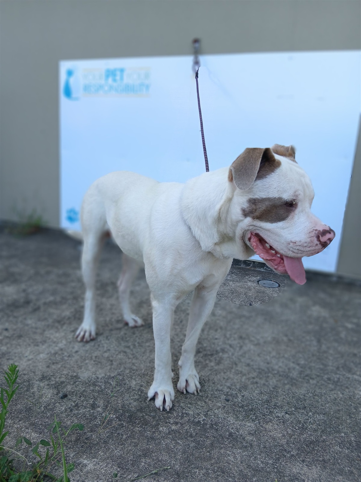 5415 -Entire Male White and Tan American Bulldog Type | Livingstone ...